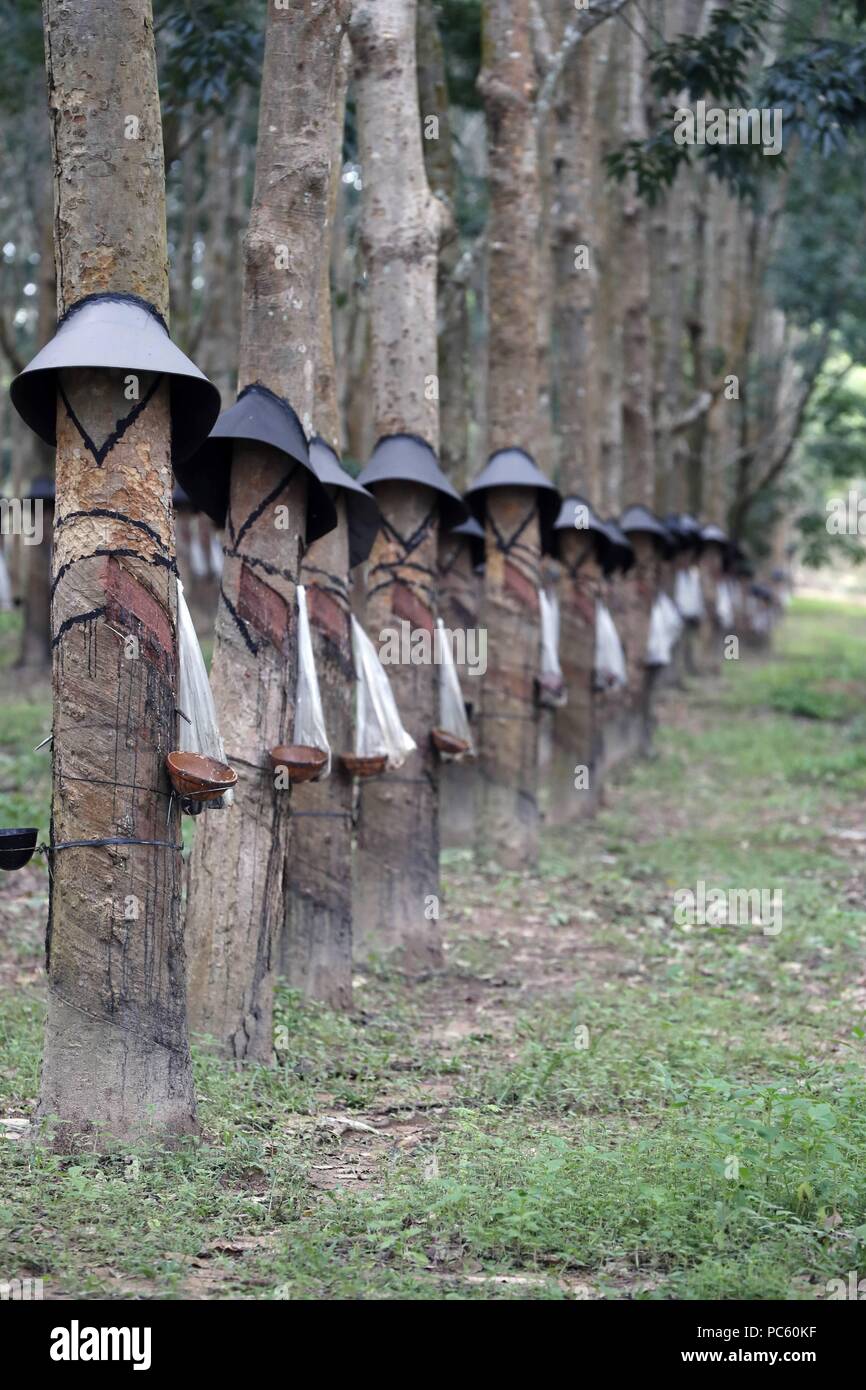 Rubber tree plantation, Kon Tum. Vietnam. | usage worldwide Stock Photo ...