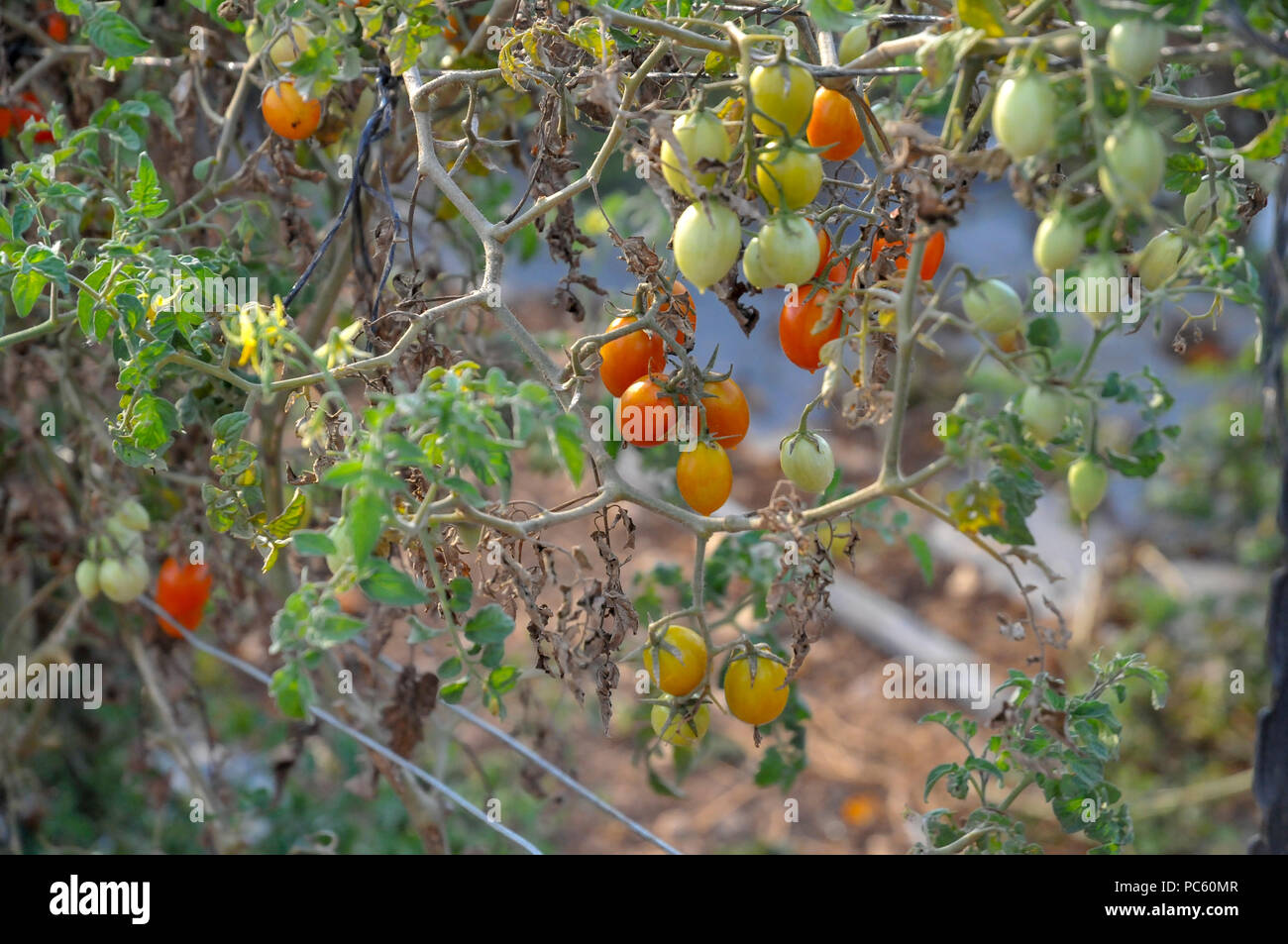 Bush tomato hi-res stock photography and images - Alamy