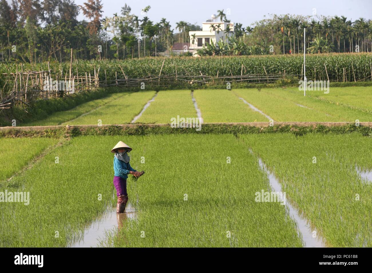 Vietnamese farmer working in her rice field. Transplanting young rice ...