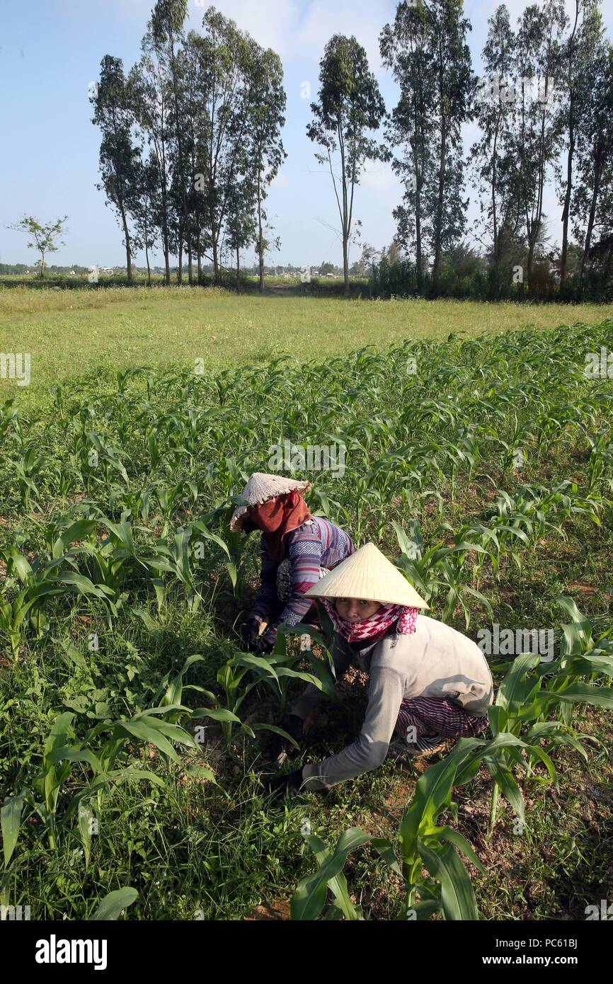 Vietnamese farmers working in corn fields. Hoi An. Vietnam. | usage ...