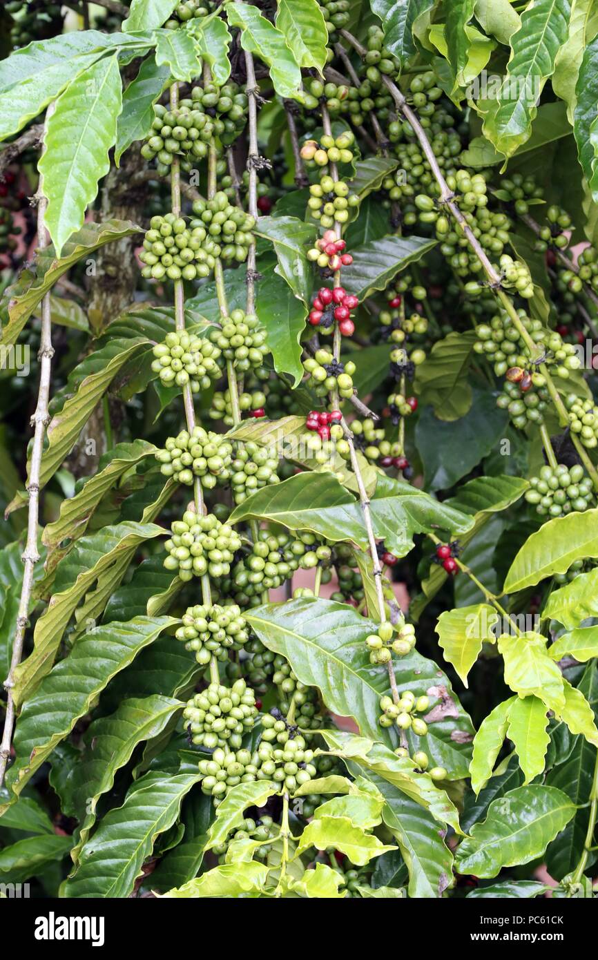 Coffee tree with coffee bean on cafe plantation. Kon Tum. Vietnam ...