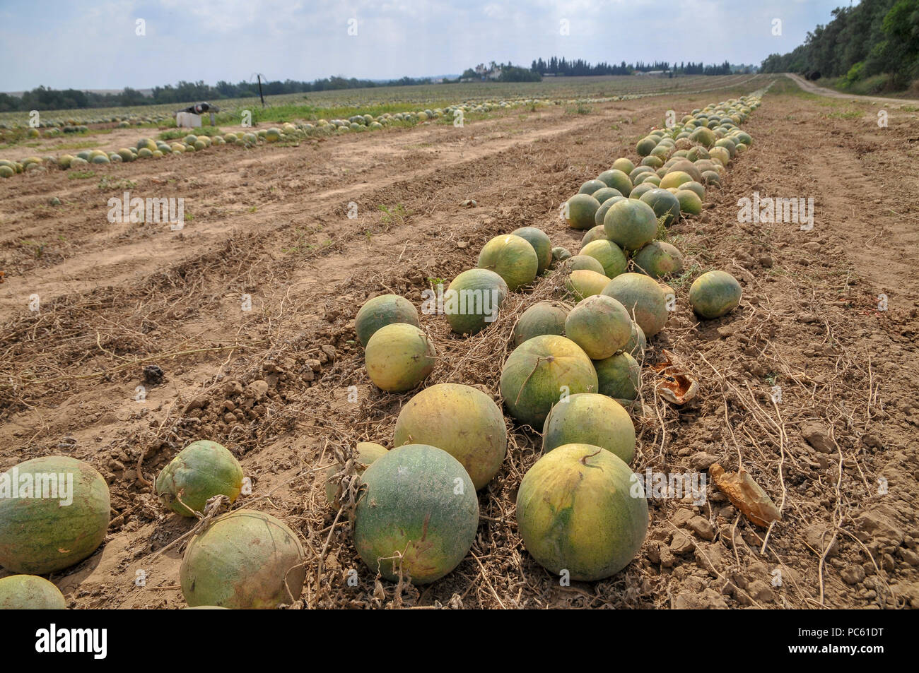 Israel, Watermelon (Citrullus vulgaris) harvesting Stock Photo - Alamy