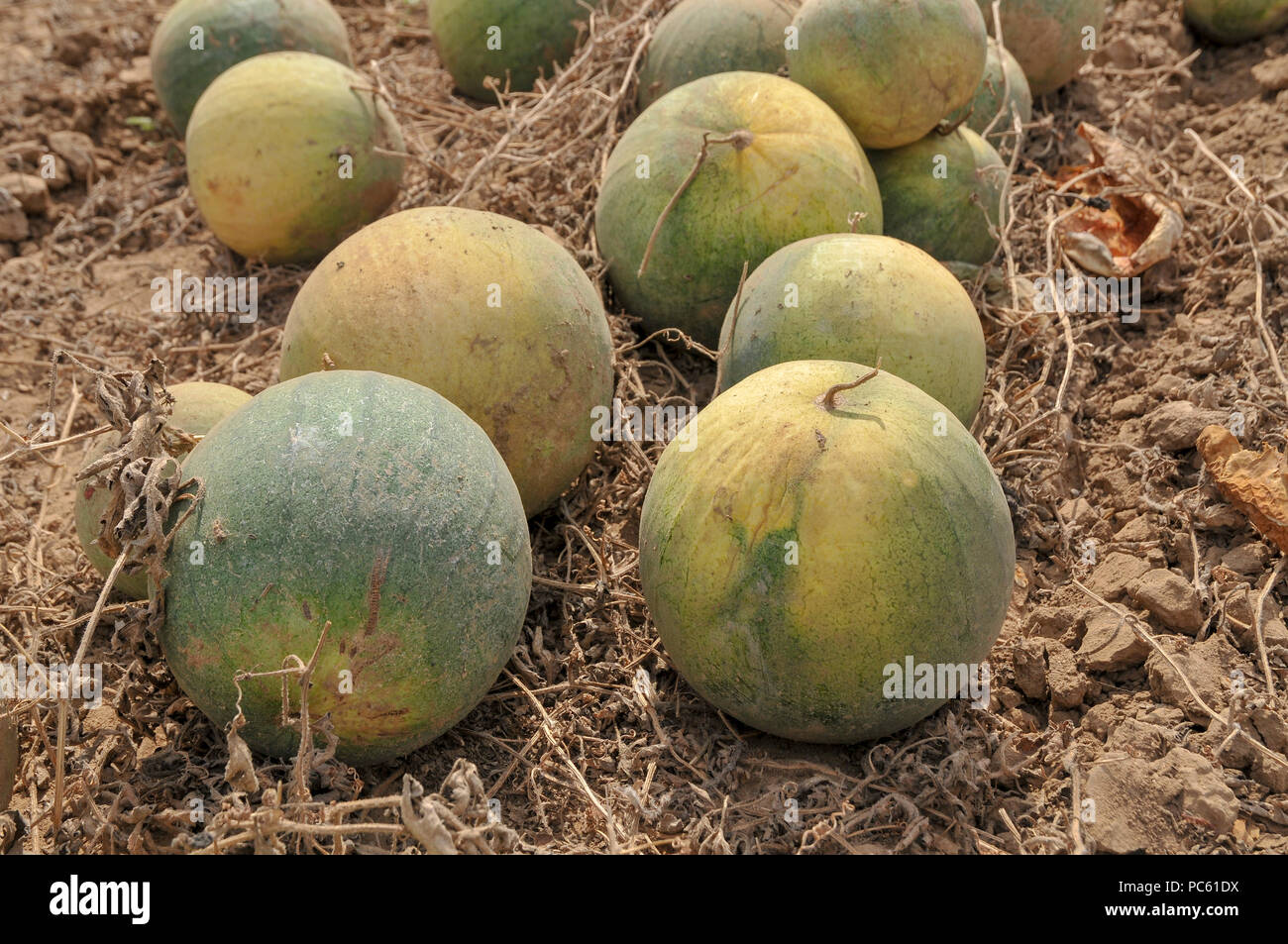 Israel, Watermelon (Citrullus vulgaris) harvesting Stock Photo - Alamy