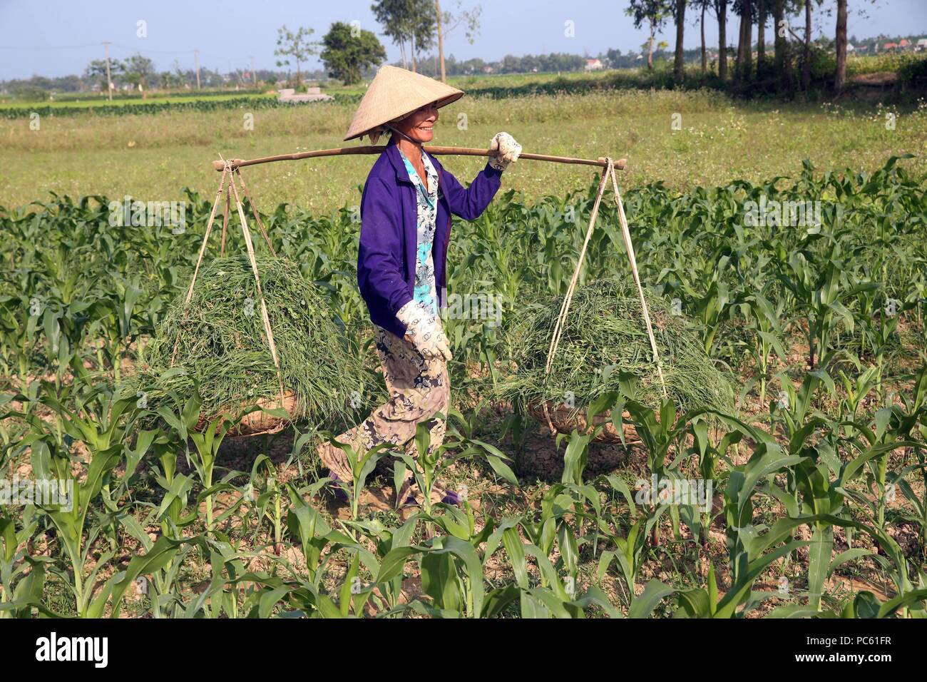 Vietnamese farmer working in corn fields. Hoi An. Vietnam. | usage ...