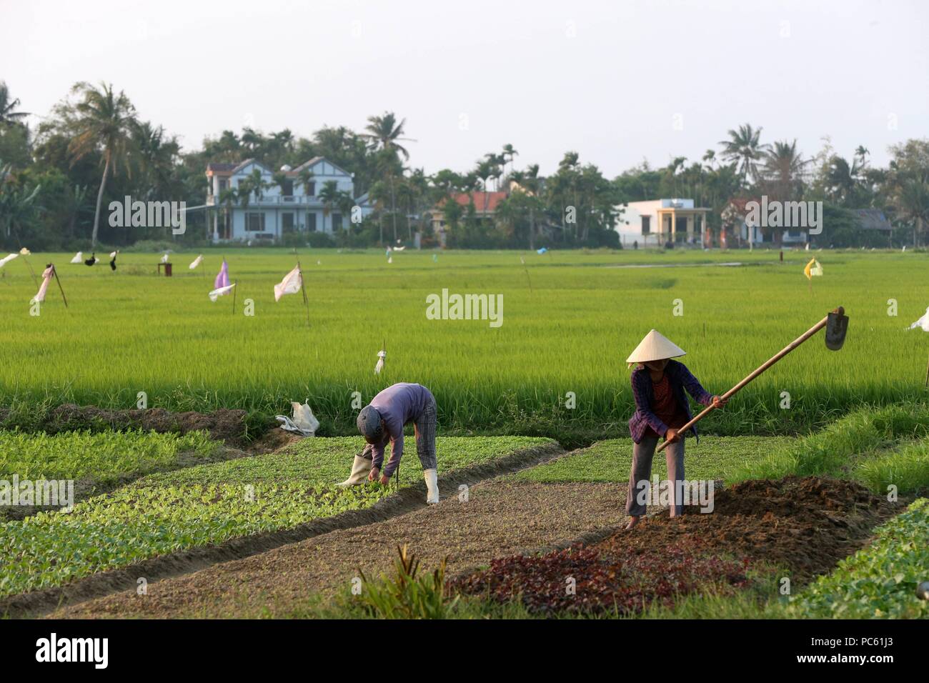 Vietnamese woman digging soil with the hoe in the vegetable field. Hoi ...