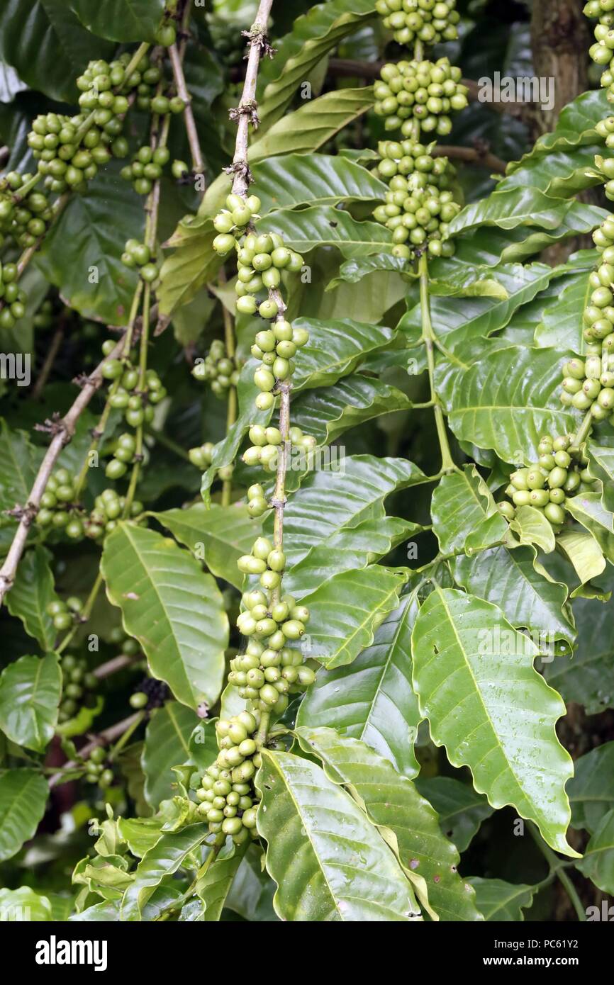 Planting coffee tree hi-res stock photography and images - Alamy
