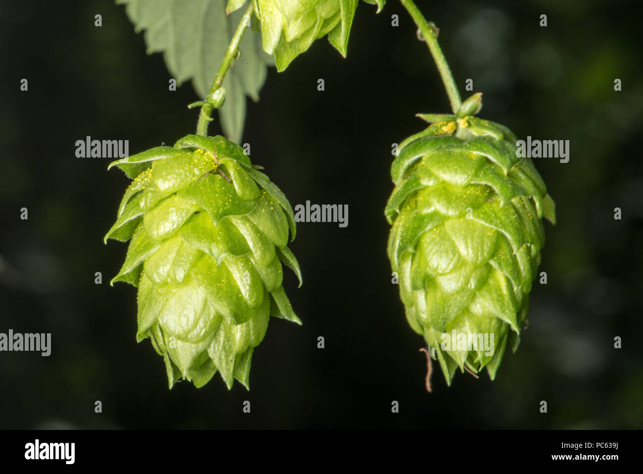 Biburg, Germany. 06th Aug, 2014. Hops are pictured near Biburg, Germany ...
