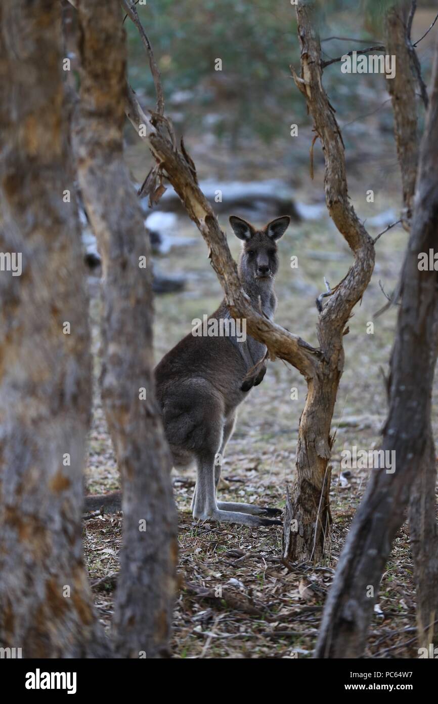Kangaroo foot hi-res stock photography and images - Alamy