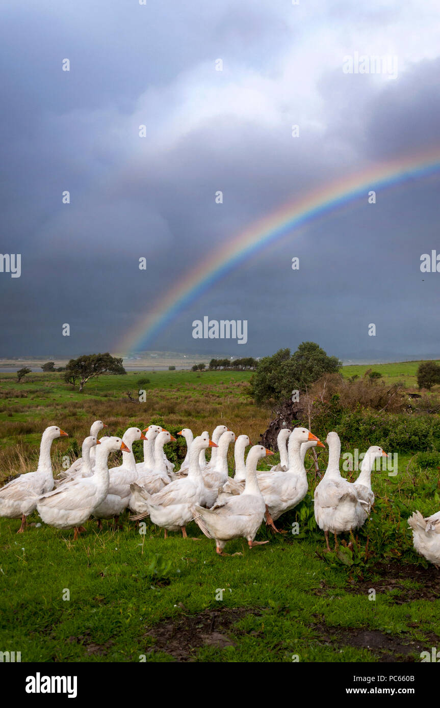 31st july 2018 hi-res stock photography and images - Alamy