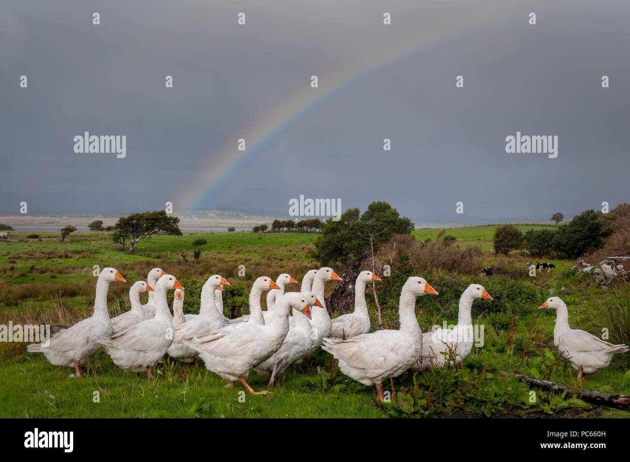 Ardara, County Donegal, Ireland weather. 31st July 2018. A gaggle of ...