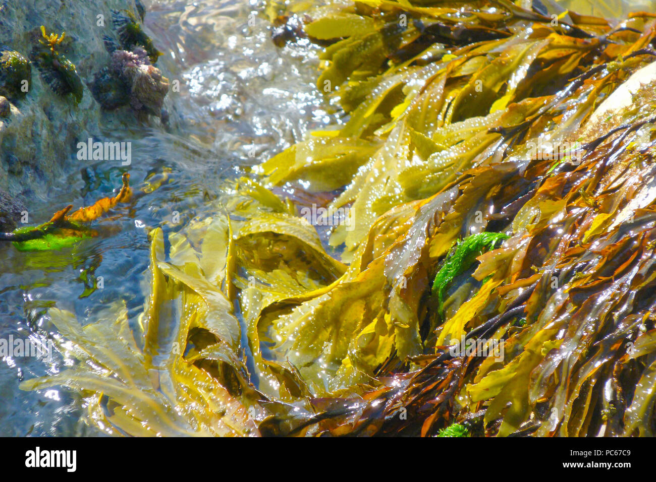 Spit beach rockpool hi-res stock photography and images - Alamy