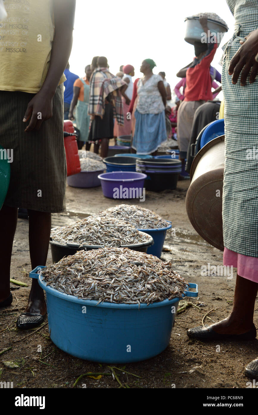 Sindo, Kenya. 03rd May, 2018. Buckets full of omena, small sardine-like ...