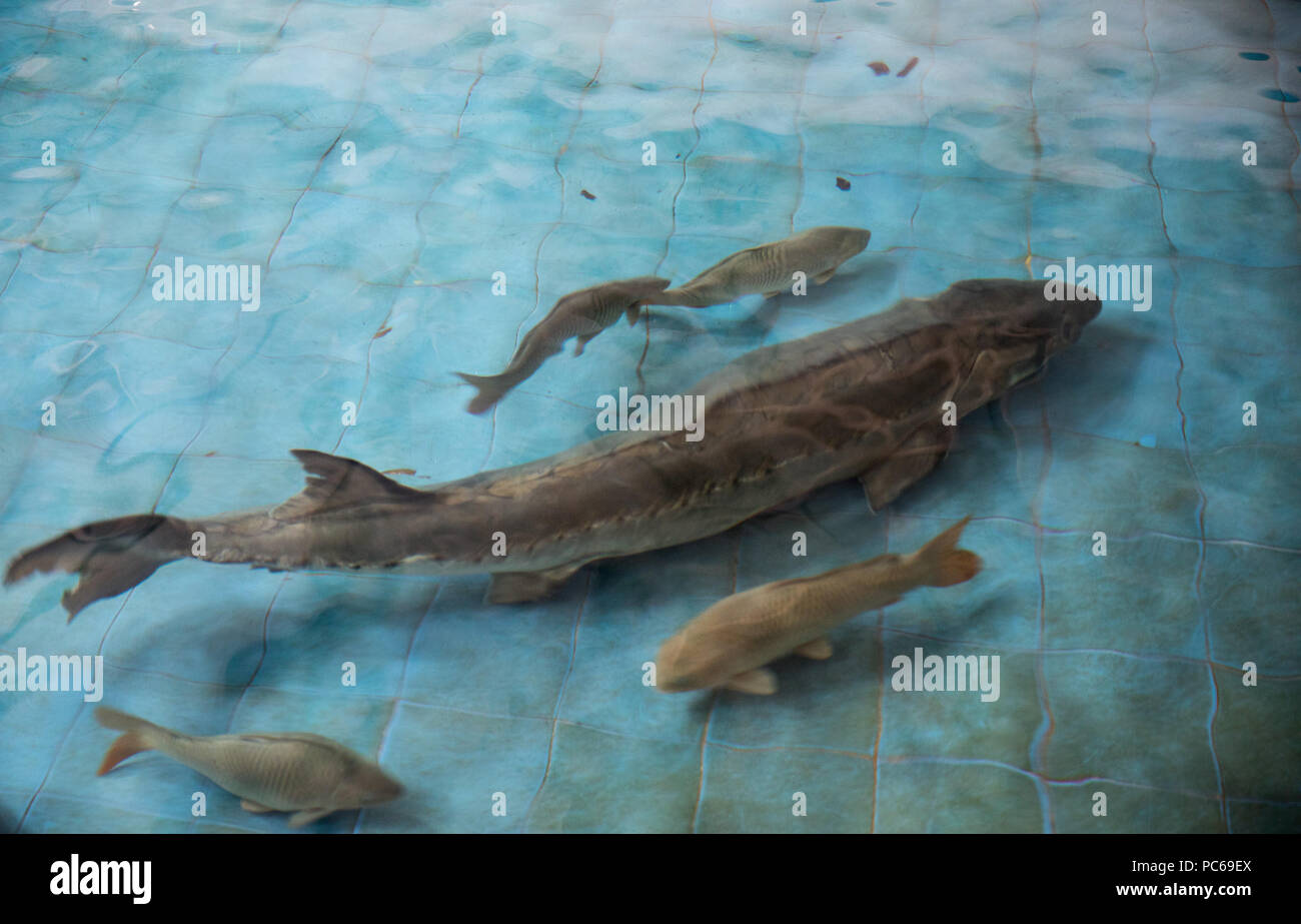 Acipenser sinensis hi-res stock photography and images - Alamy
