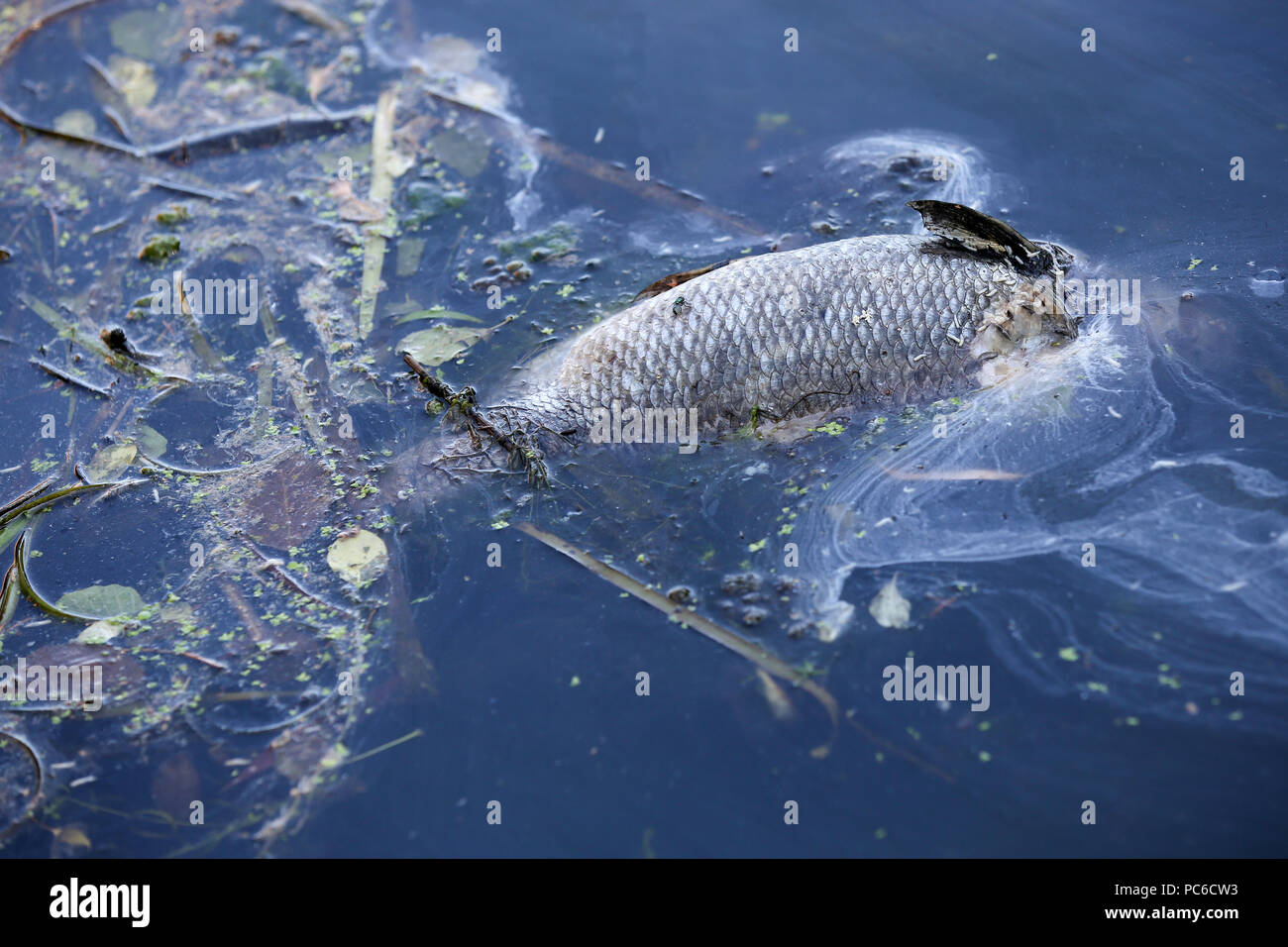 Germany, Hamburg. 01st Aug, 2018. A dead fish swims at the ...