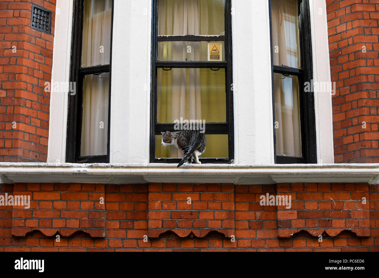 Ecuador embassy cat hi-res stock photography and images - Alamy