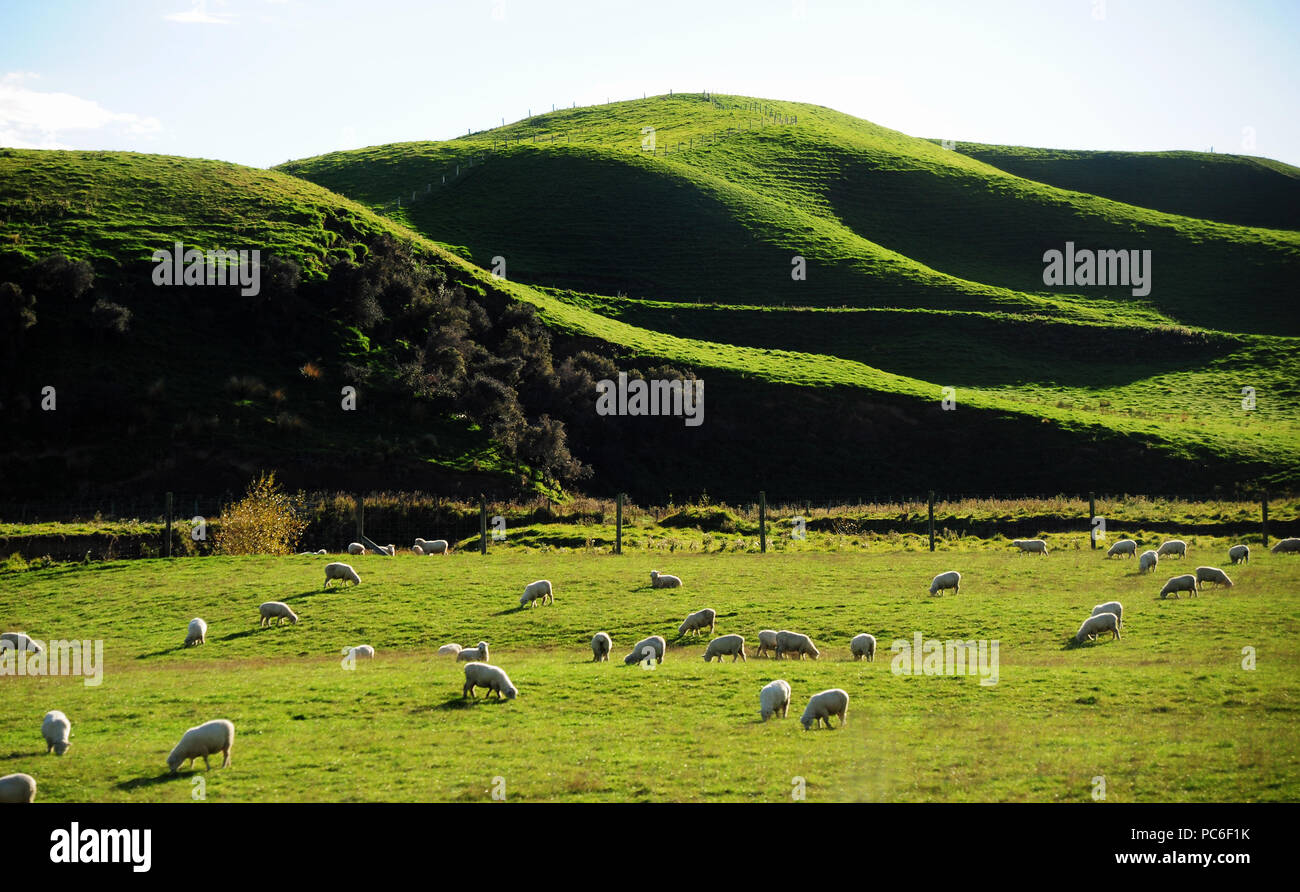 Lovely meadow landscape in the area of Te Anau on the South Island of ...