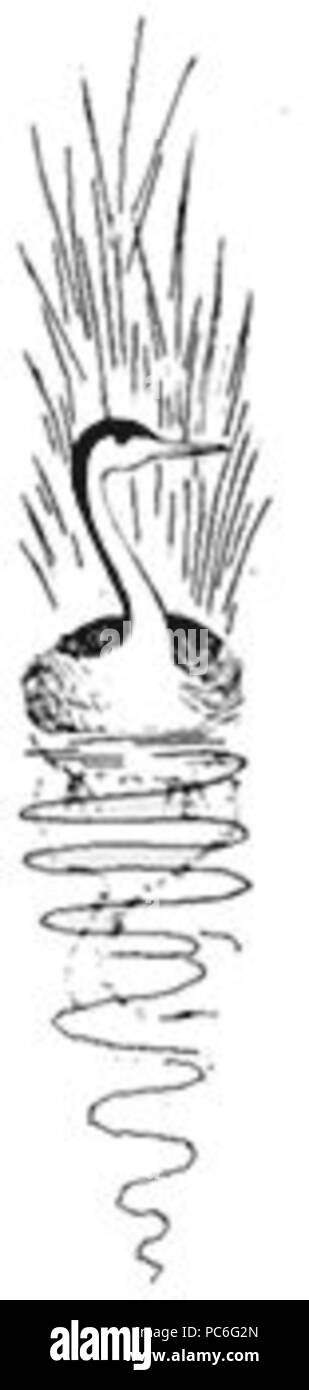 39 Grebe Drawing Stock Photo - Alamy