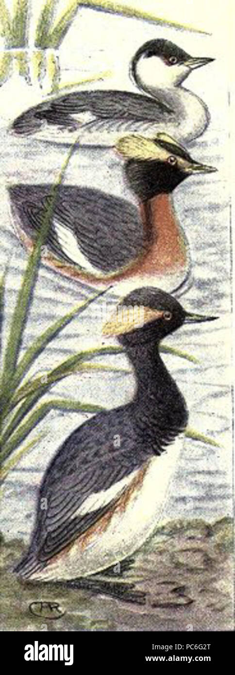 39 Grebes Drawing Stock Photo - Alamy