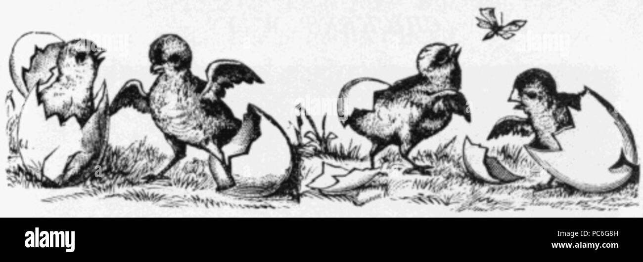 Life cycle of animal drawing hi-res stock photography and images - Alamy