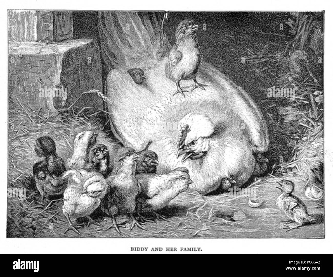 42 Hen and Chicks Stock Photo - Alamy