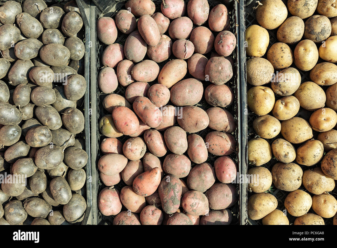 potatoes of different colors and varieties are packed in boxes. Purple ...