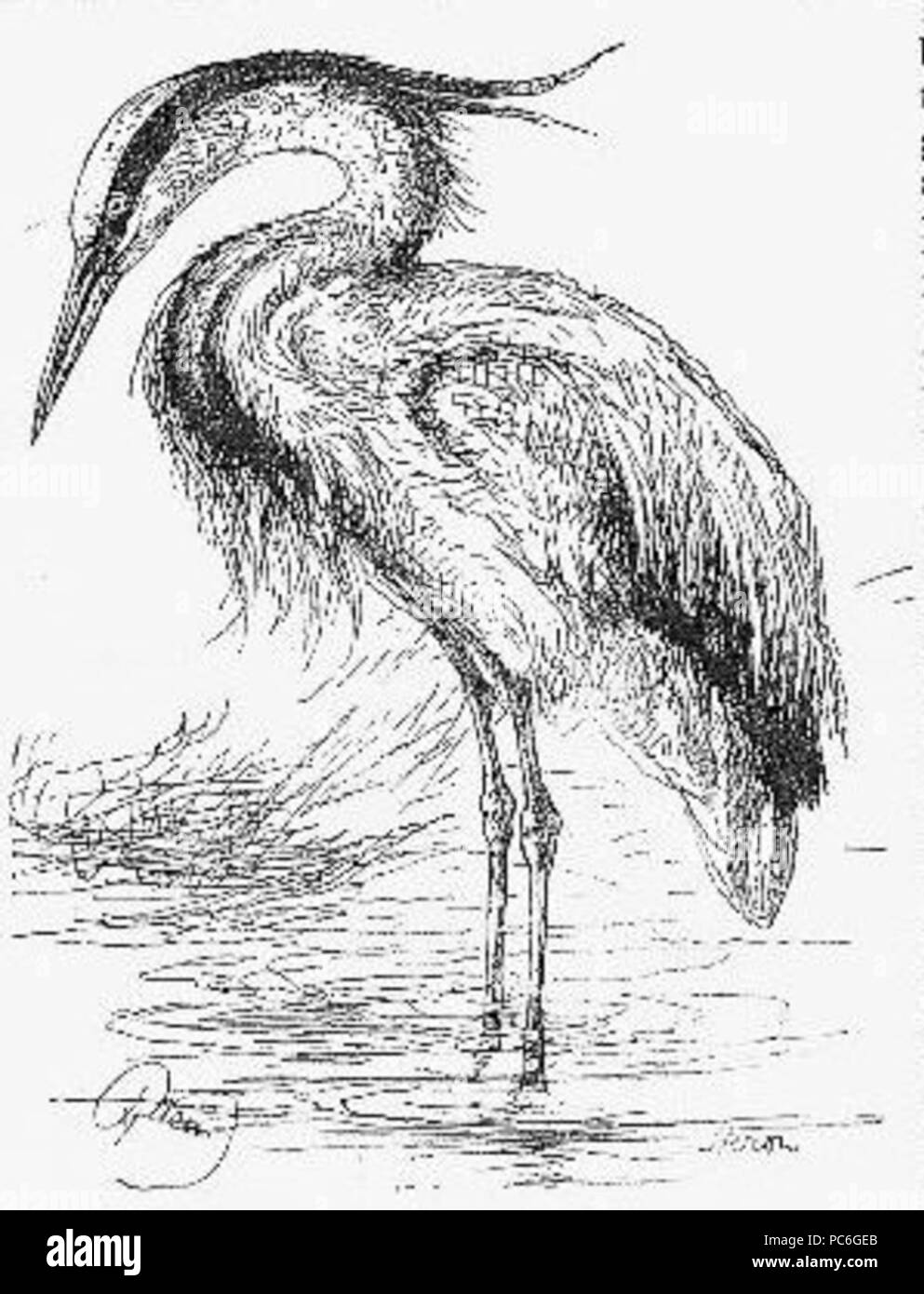 Heron Drawing