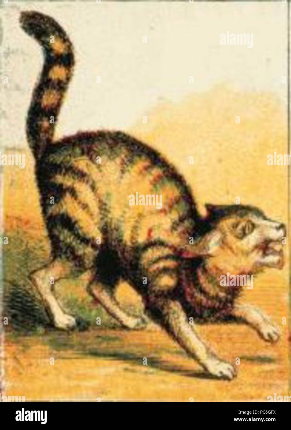 Cat posture hi-res stock photography and images - Alamy