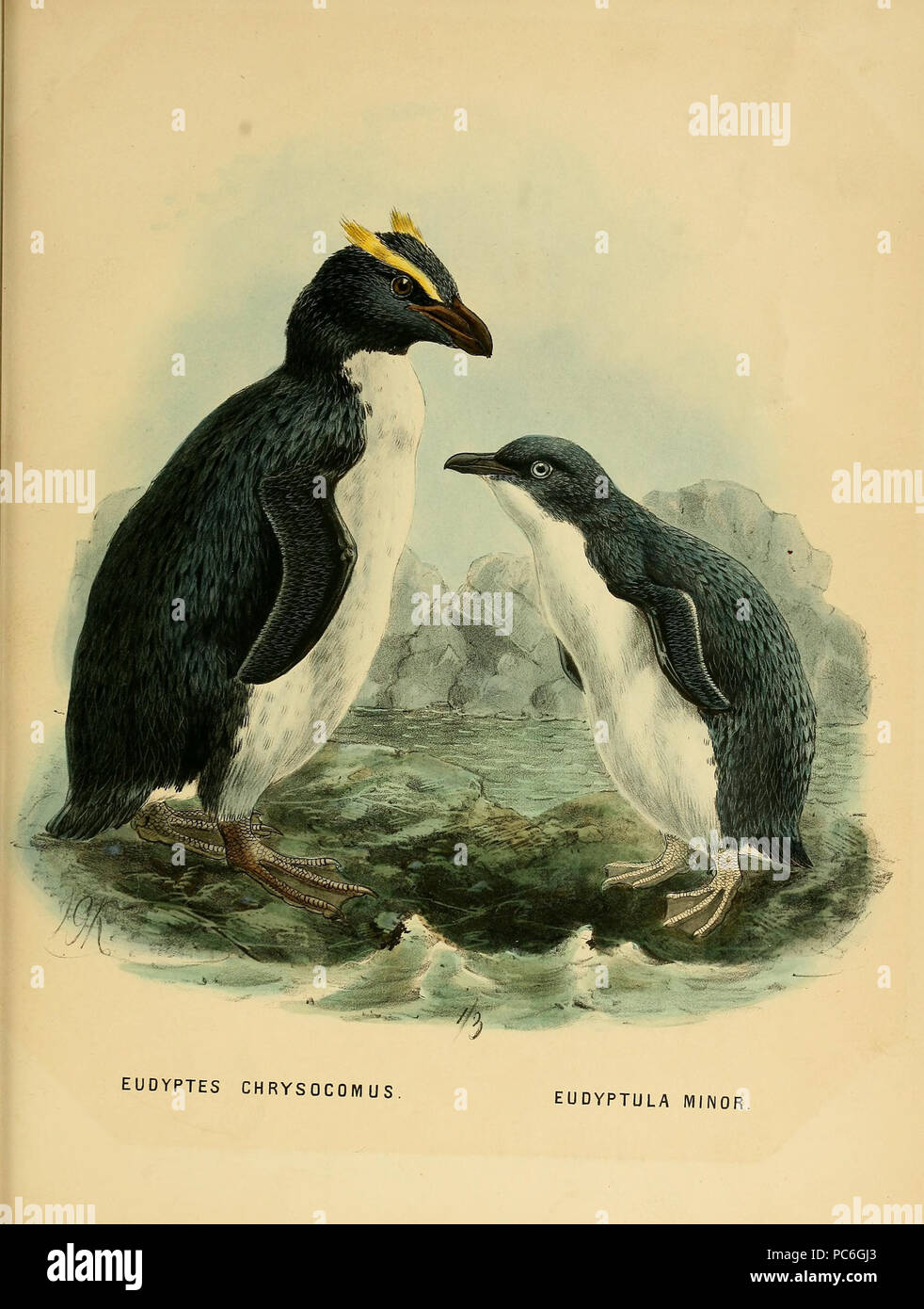 43 History of the birds of NZ 1st ed p344 Stock Photo - Alamy