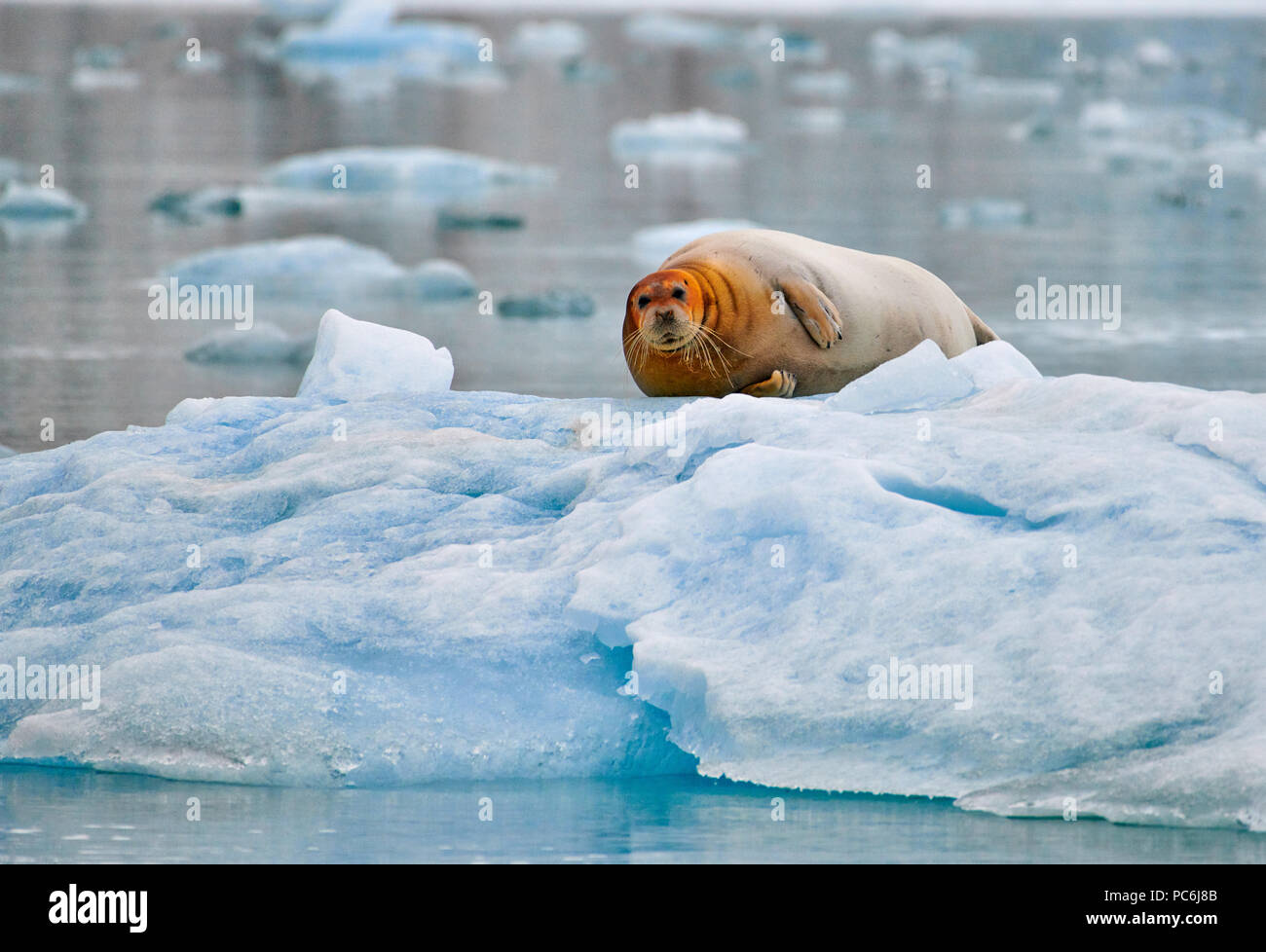 bearded seal (Erignathus barbatus) resting on a ice floe, Svalbard or ...