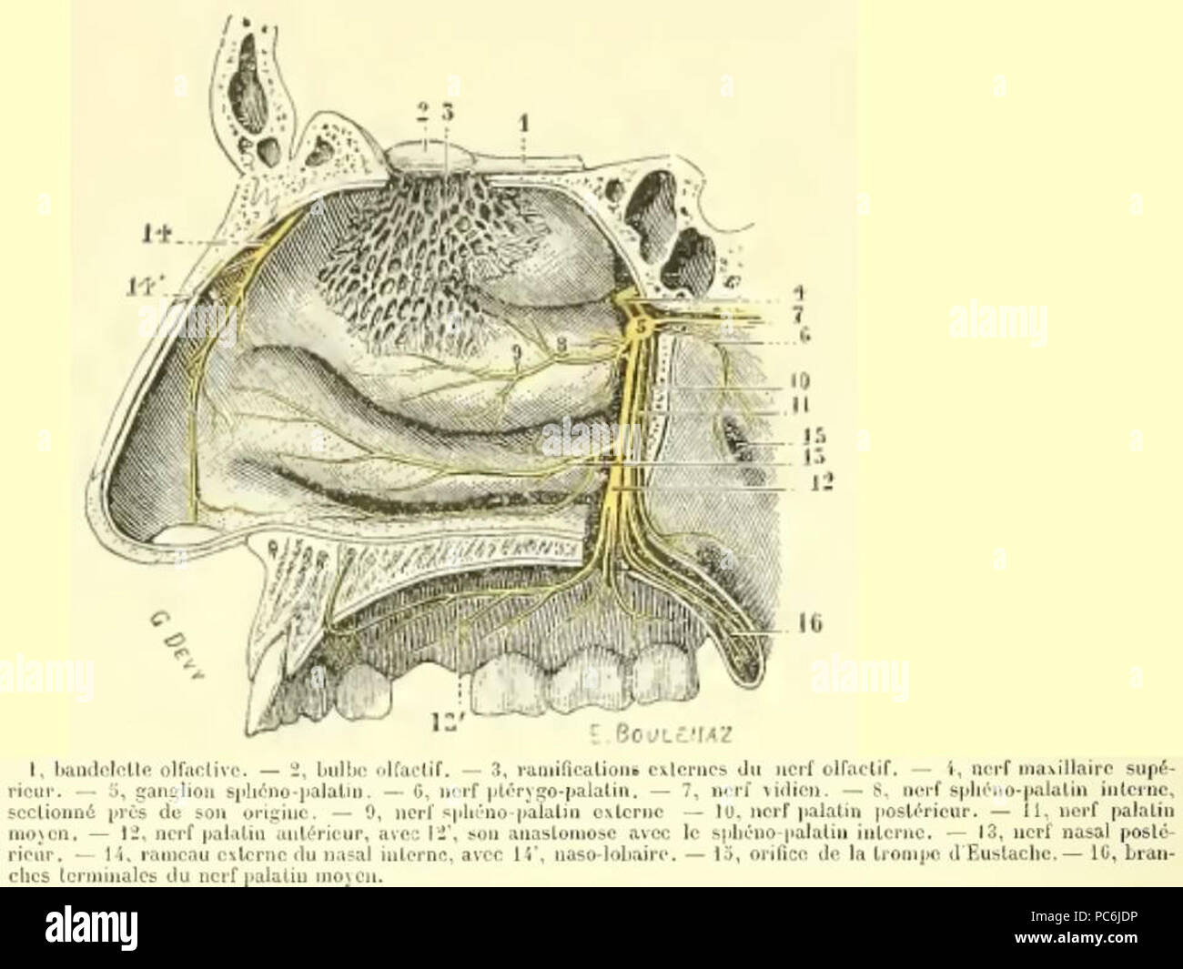 Palatini hi-res stock photography and images - Alamy
