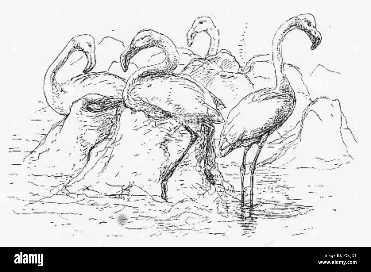 Nesting behavior of avian species Black and White Stock Photos & Images ...