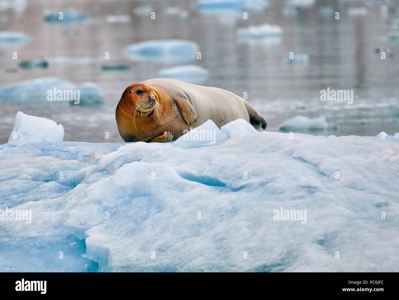 Robbe spitzbergen hi-res stock photography and images - Alamy