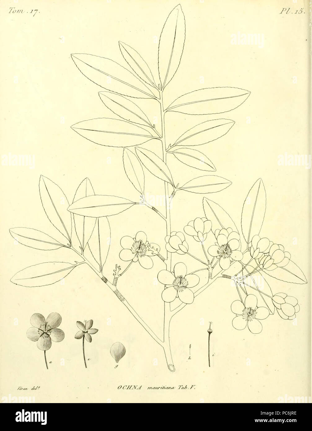 67 Ochna mauritiana De Candolle 1811 t5 Stock Photo - Alamy