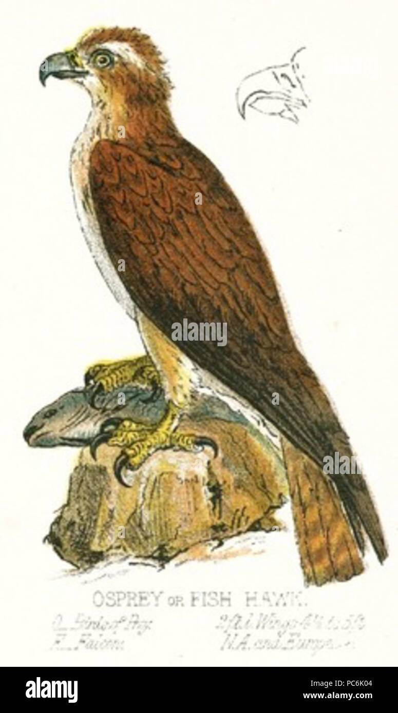 68 Osprey Drawing Stock Photo - Alamy