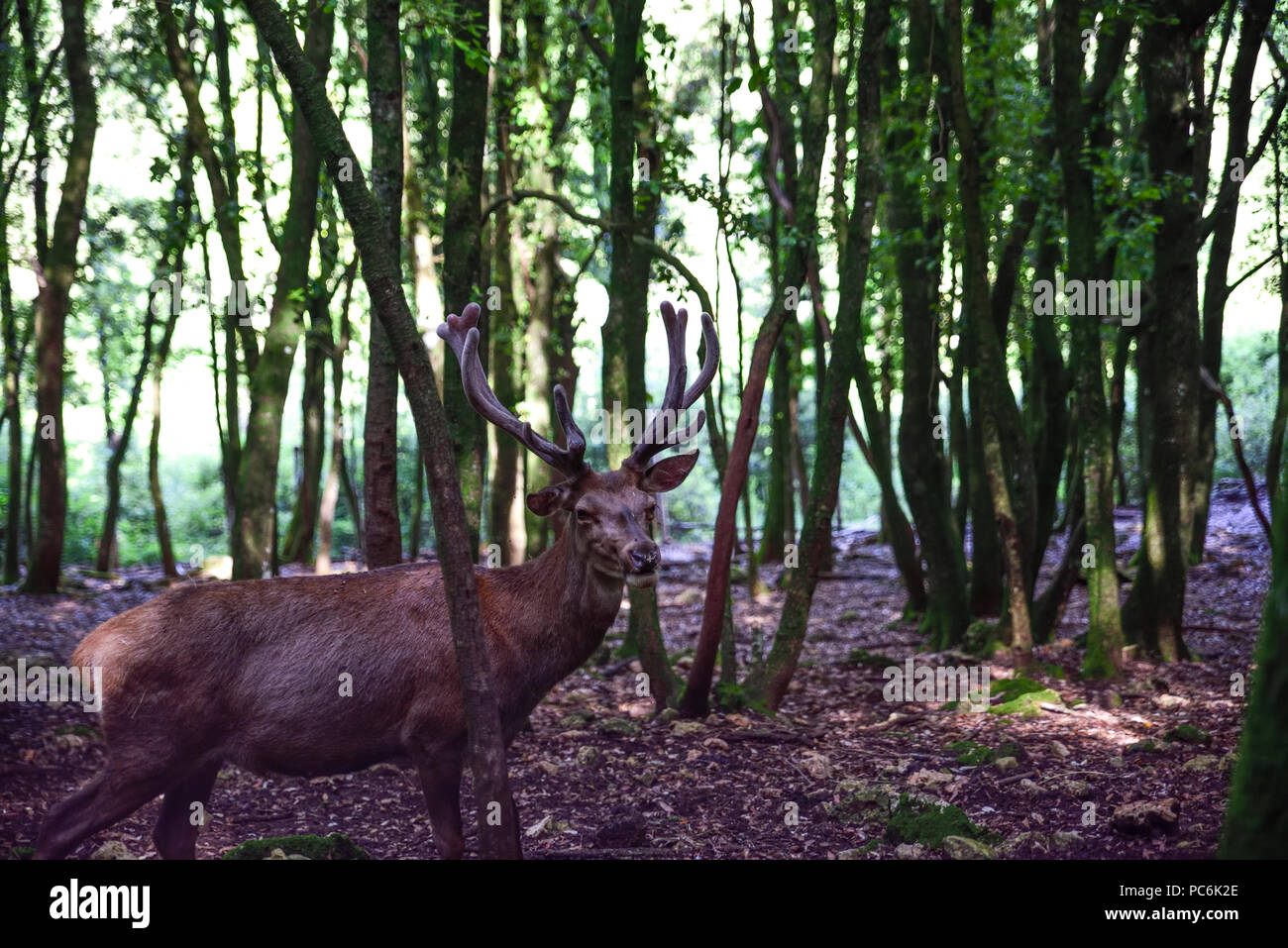 Deer among trees hi-res stock photography and images - Alamy