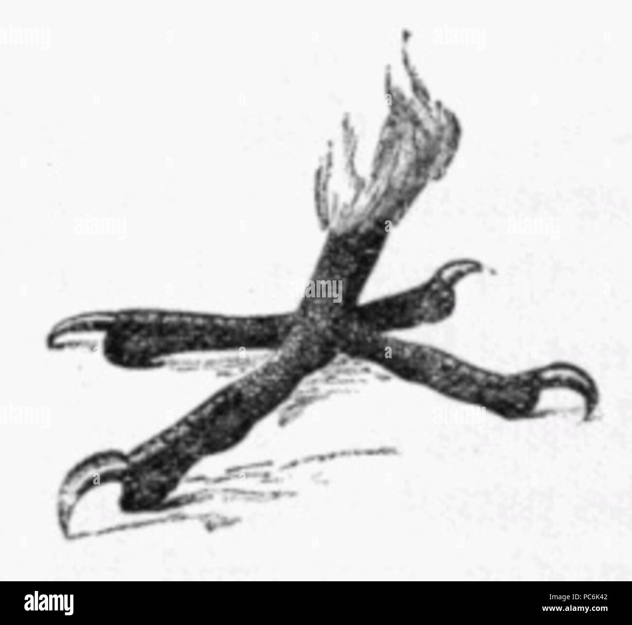 69 Parrot Foot Drawing Stock Photo - Alamy