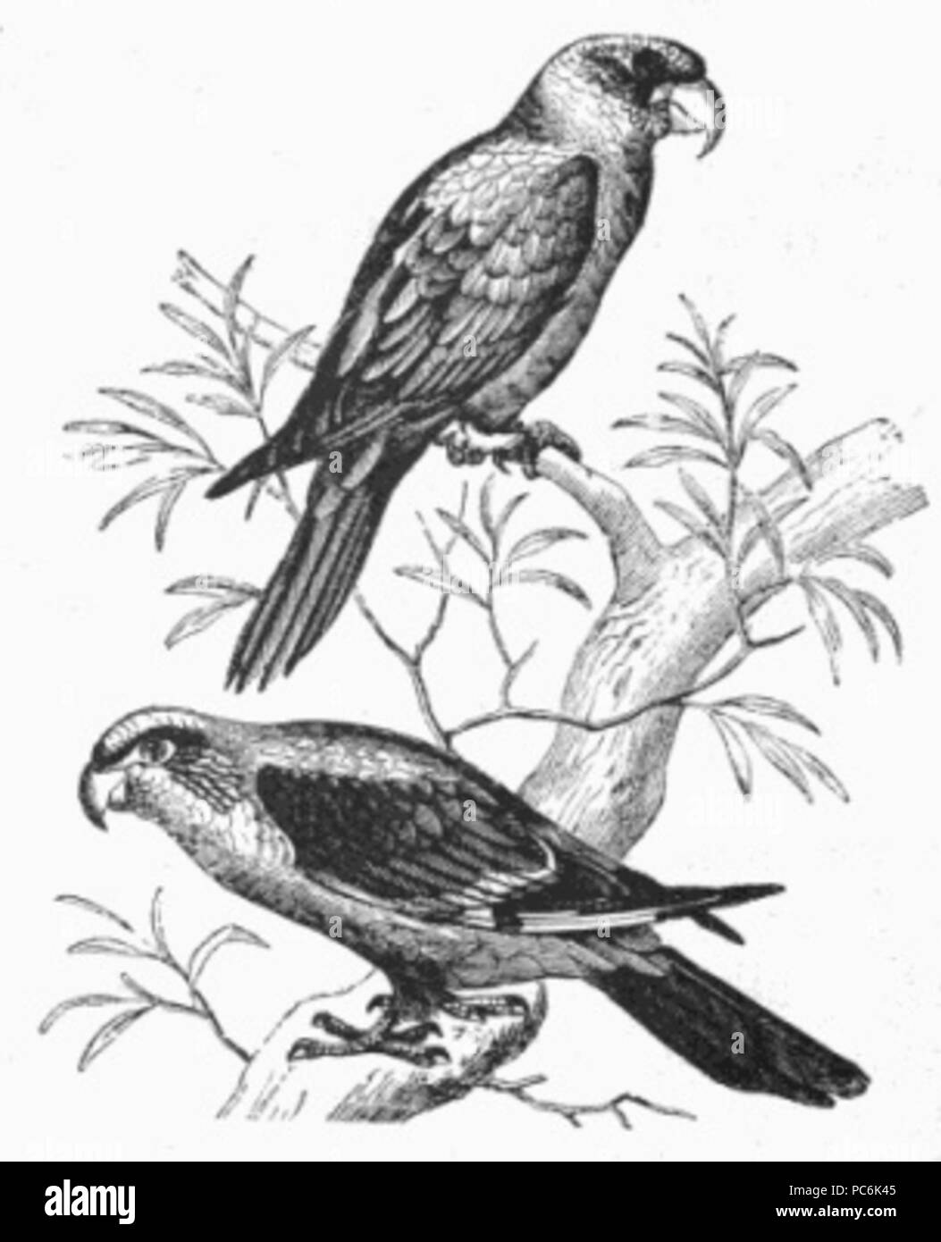 Animals parrots Black and White Stock Photos & Images - Alamy