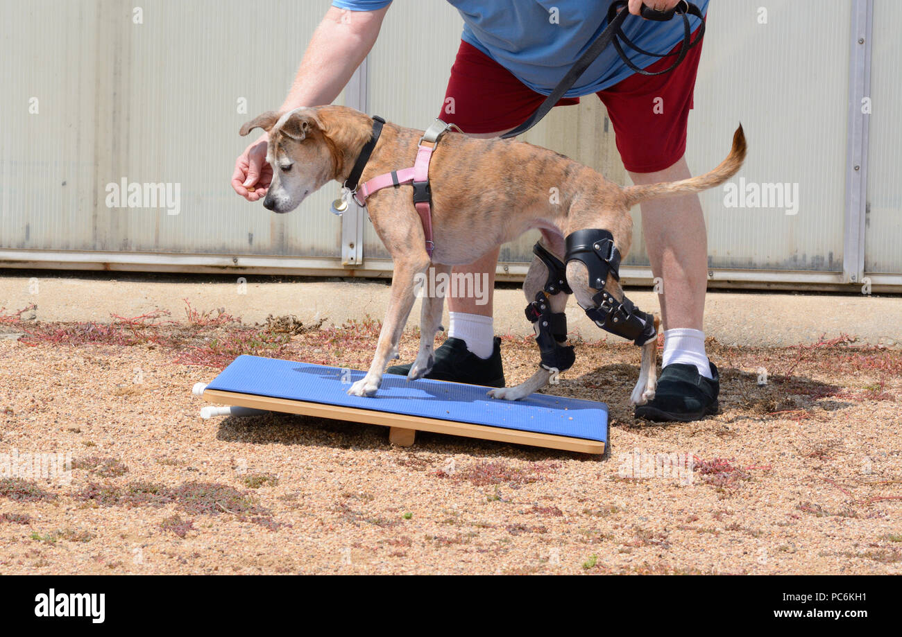 Dog Rehabilitation exercise on rocker board for dog with 2 orthotic ...