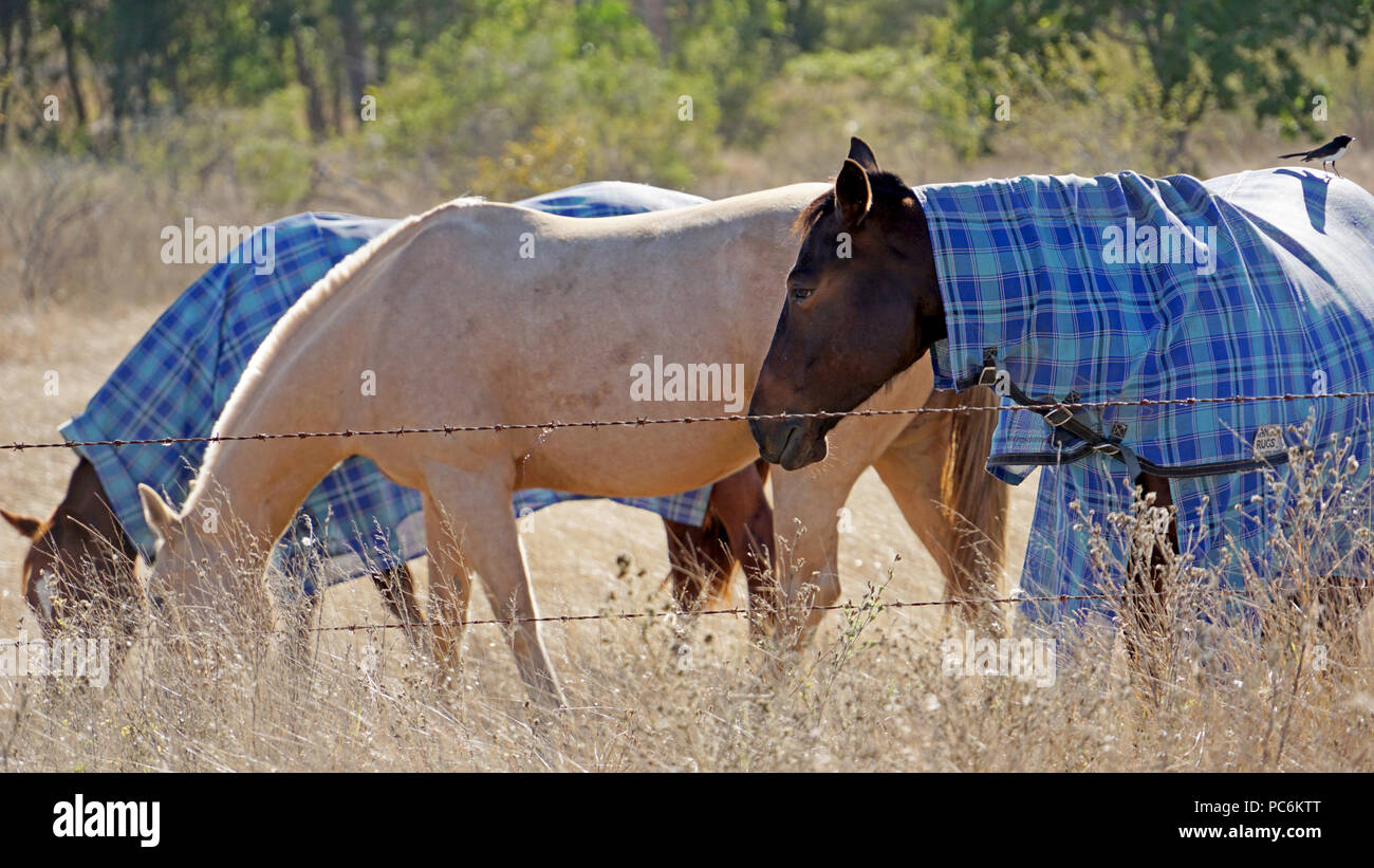 Historical town of Ravenswood, Queensland, Australia Stock Photo - Alamy