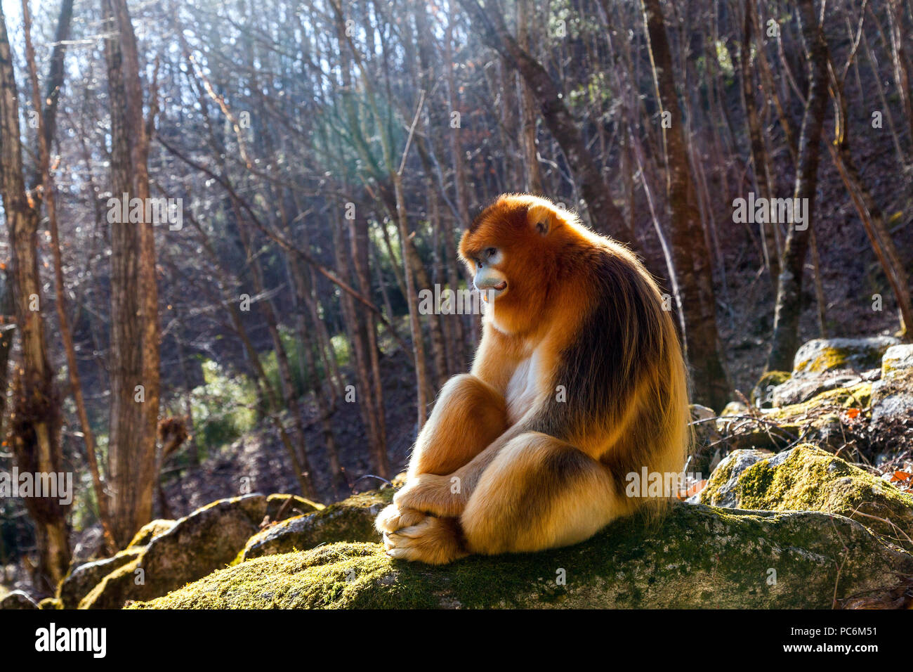 Adult male Snub-nosed Golden Monkey (Rhinopithecus roxellana). January ...