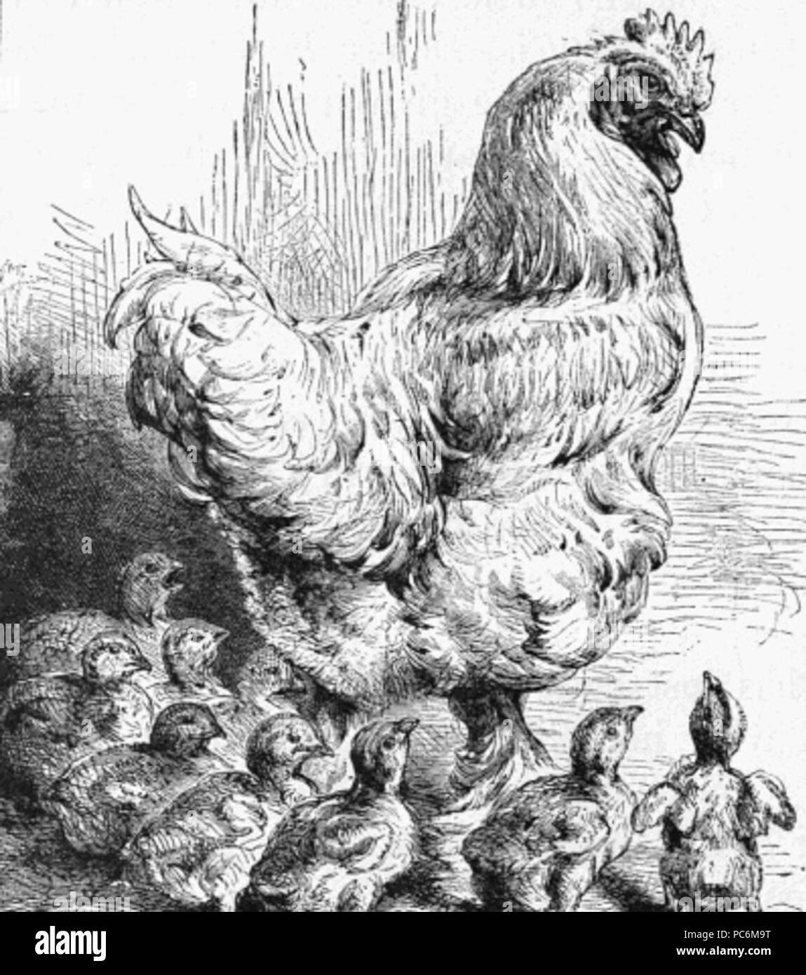 75 Proud Mama Chicken Drawing Stock Photo - Alamy