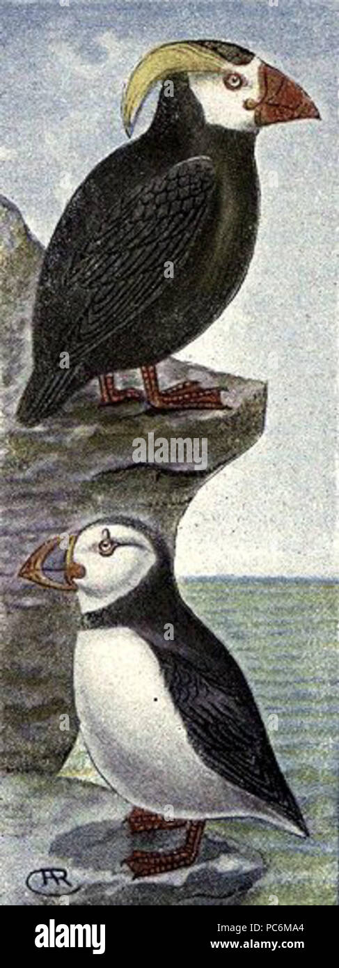 75 Puffins Drawing Stock Photo - Alamy