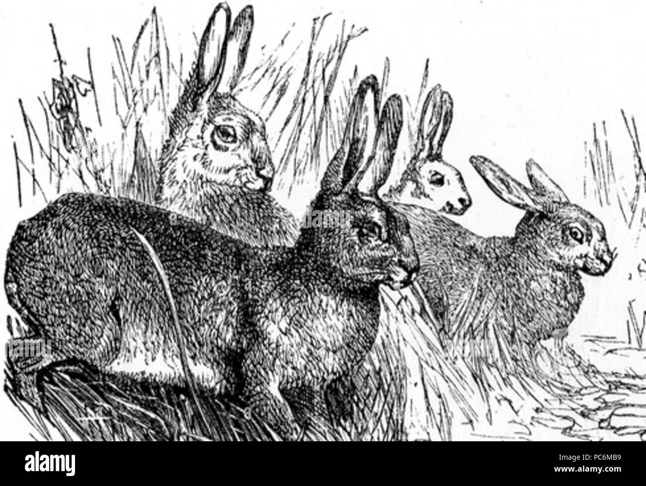 Rabbit drawing Black and White Stock Photos & Images - Alamy