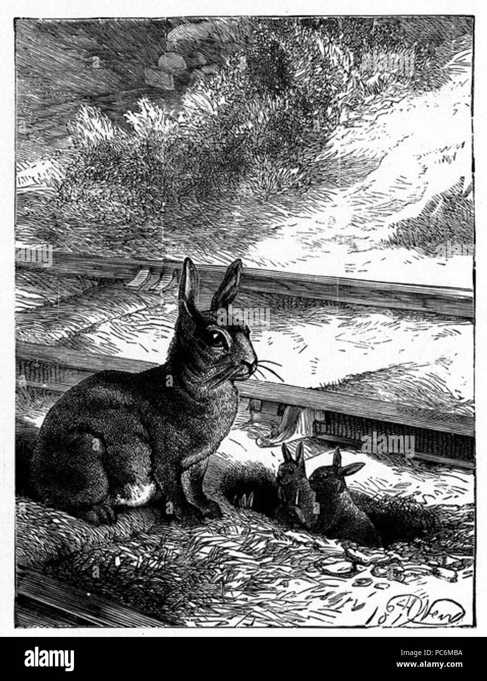 75 Rabbit Family Drawing Stock Photo - Alamy