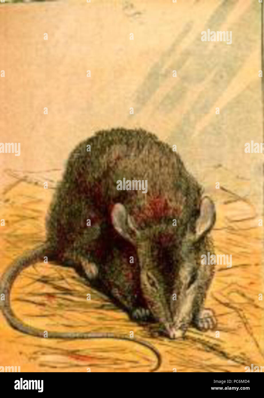 75 Rat Drawing Stock Photo - Alamy