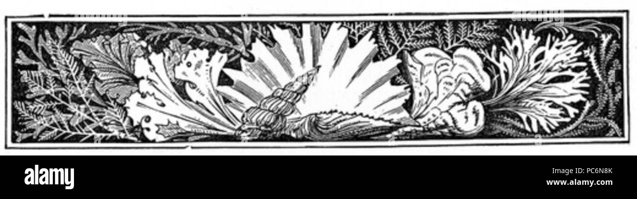 80 Shell Arrangement Stock Photo - Alamy