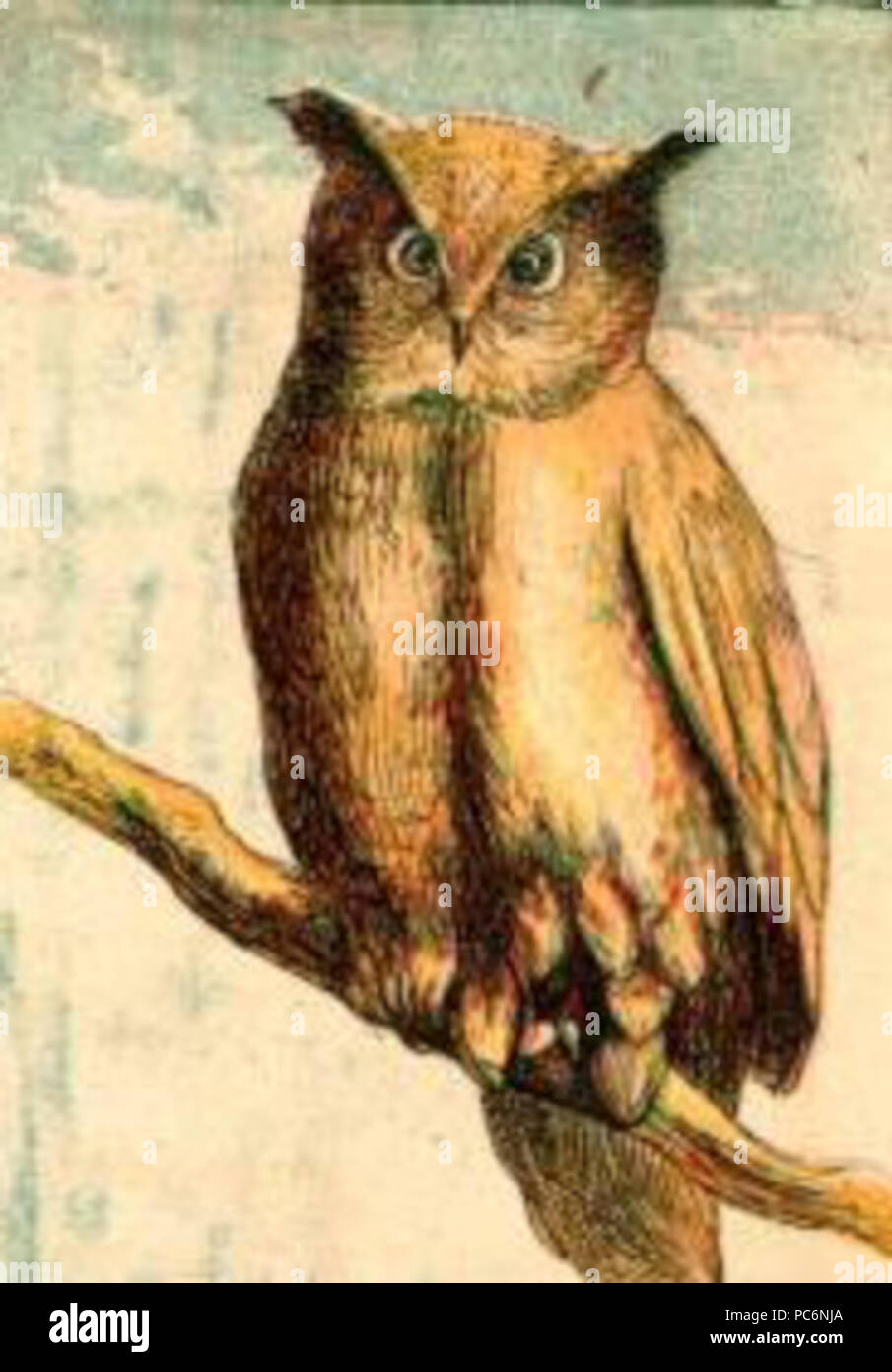 Hand drawing early bird hi-res stock photography and images - Alamy