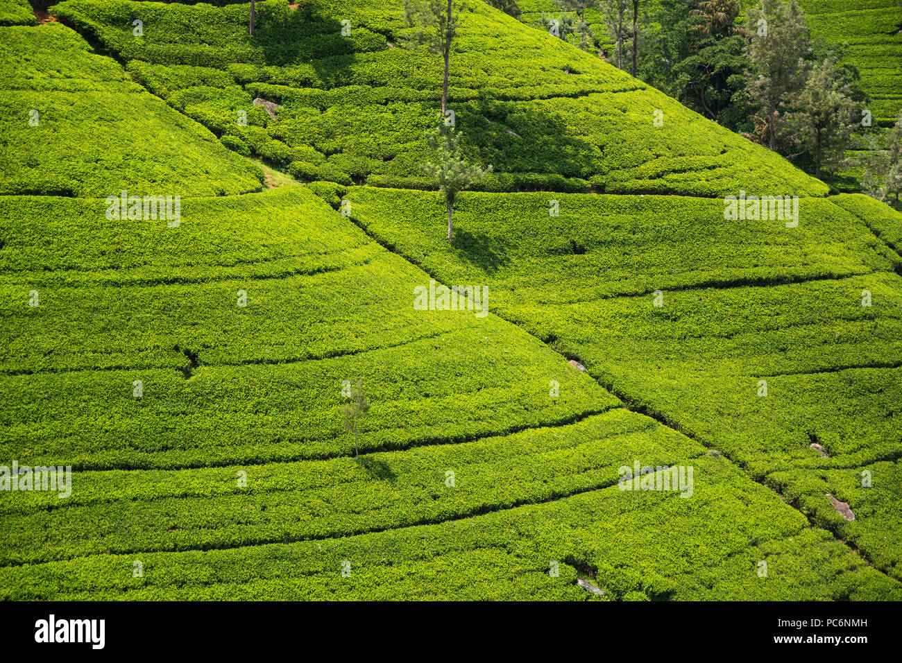Beautiful tea plantation in Sri Lanka Stock Photo - Alamy