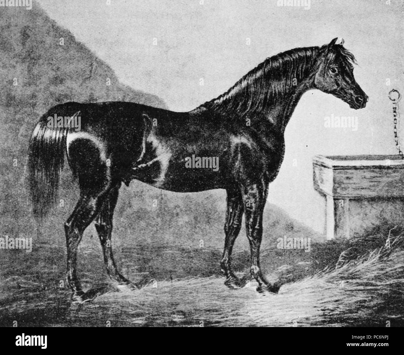 Horse lineage hi-res stock photography and images - Alamy