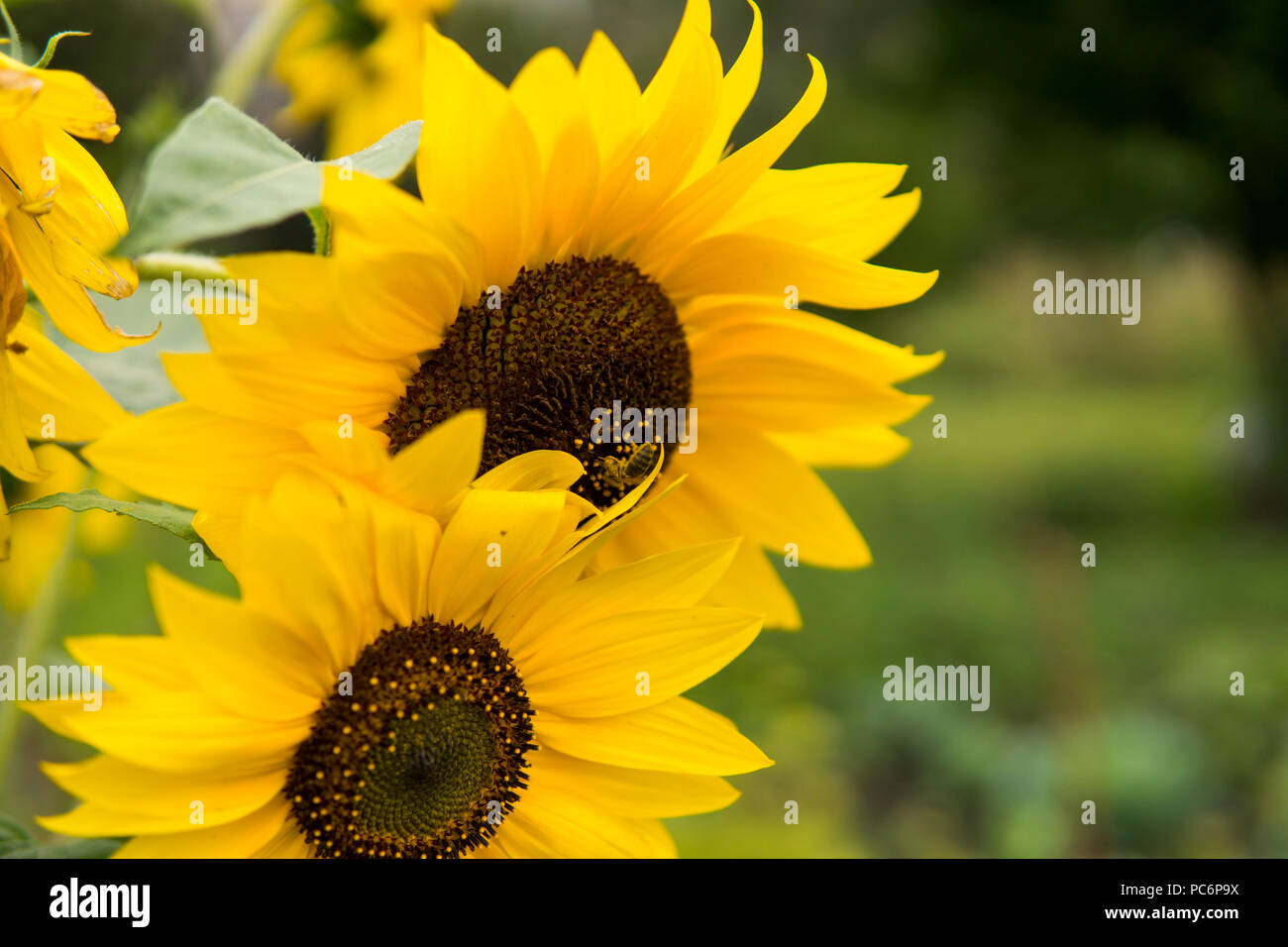 Closeup planting sunflowers in hi-res stock photography and images - Alamy
